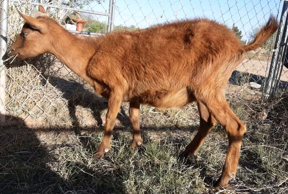 Terra Sunder Rescue Ranch Inc.