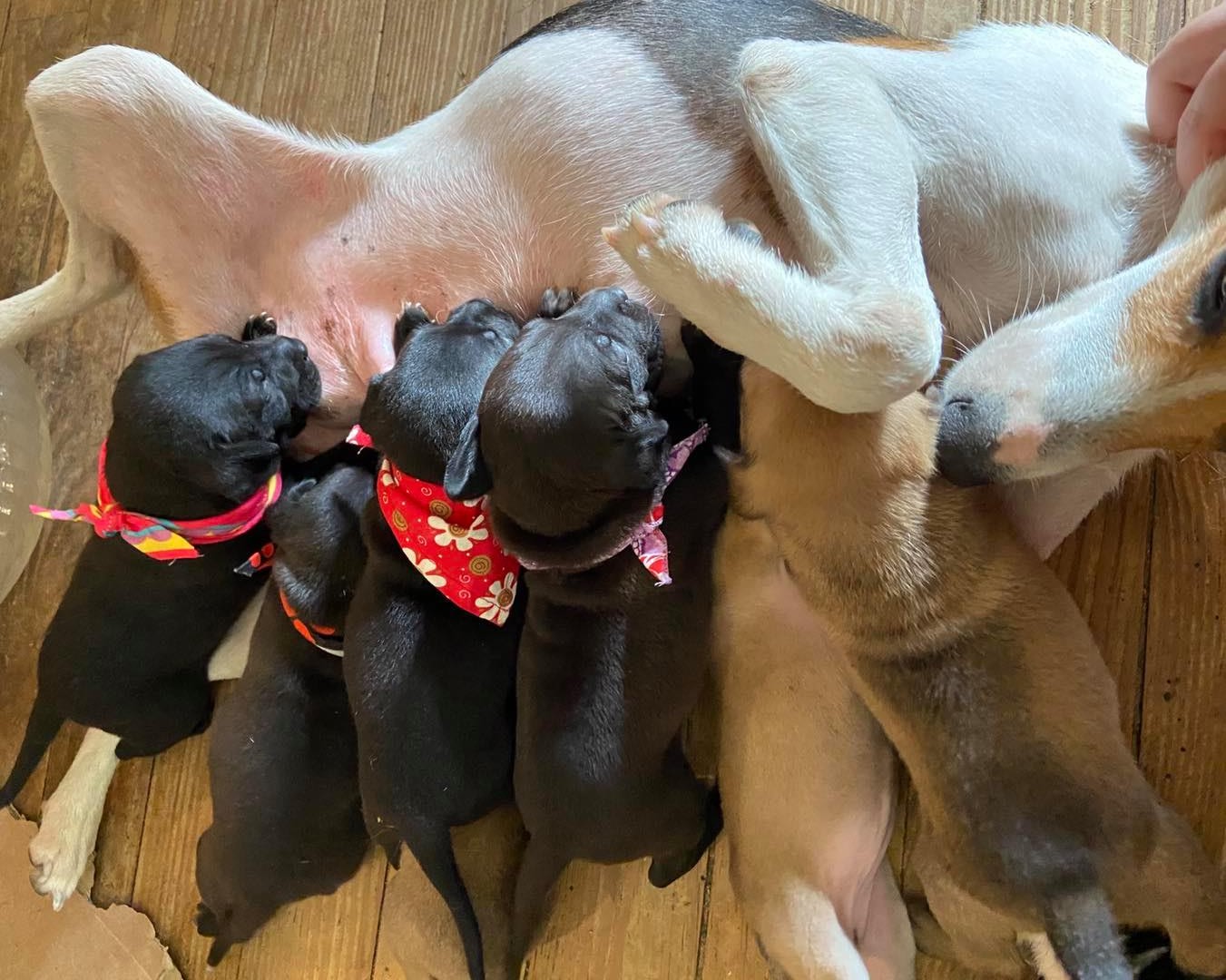 SNIP- Spay & Neuter Incentive Program