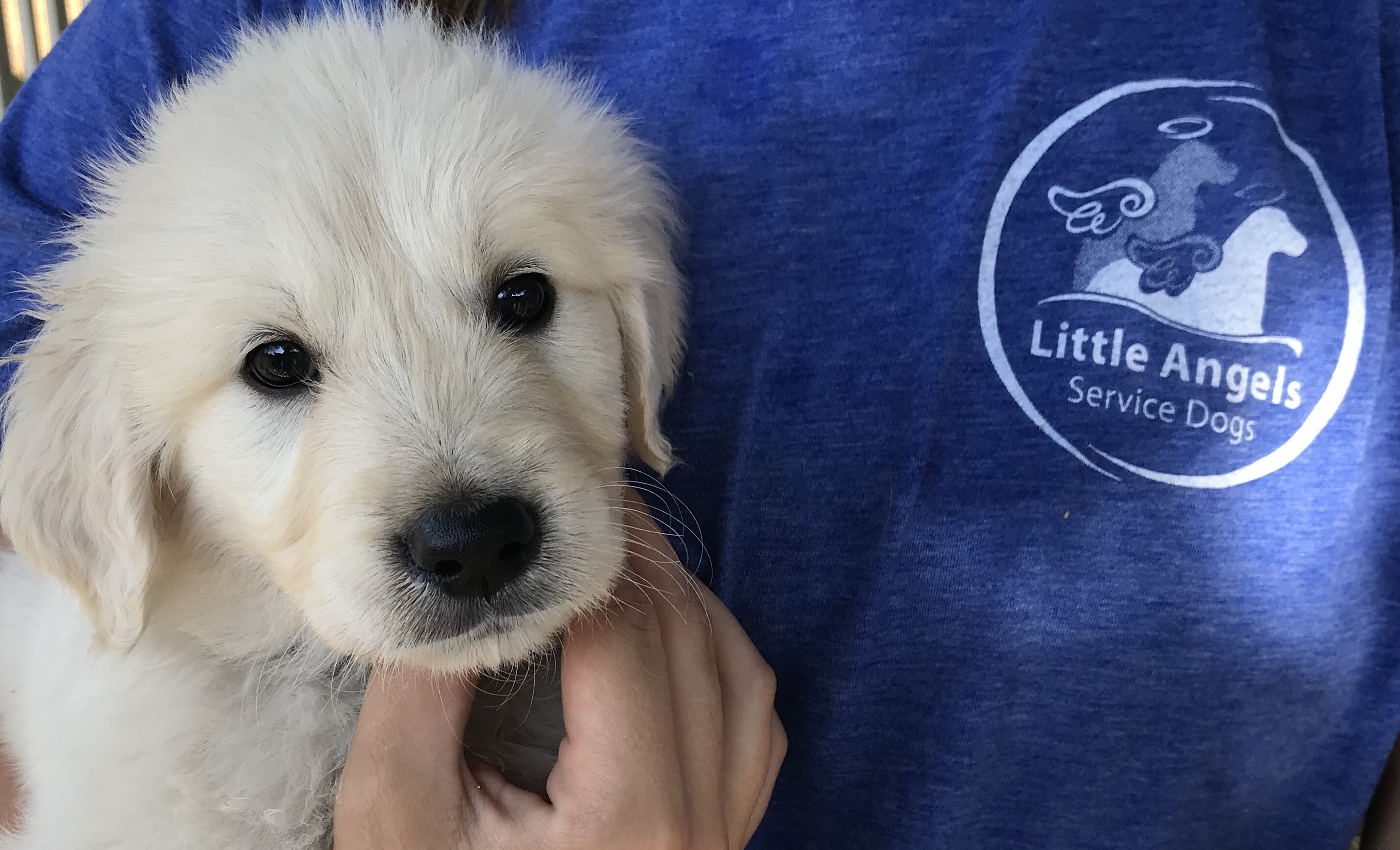 Mike's Story | Little Angels Service Dogs