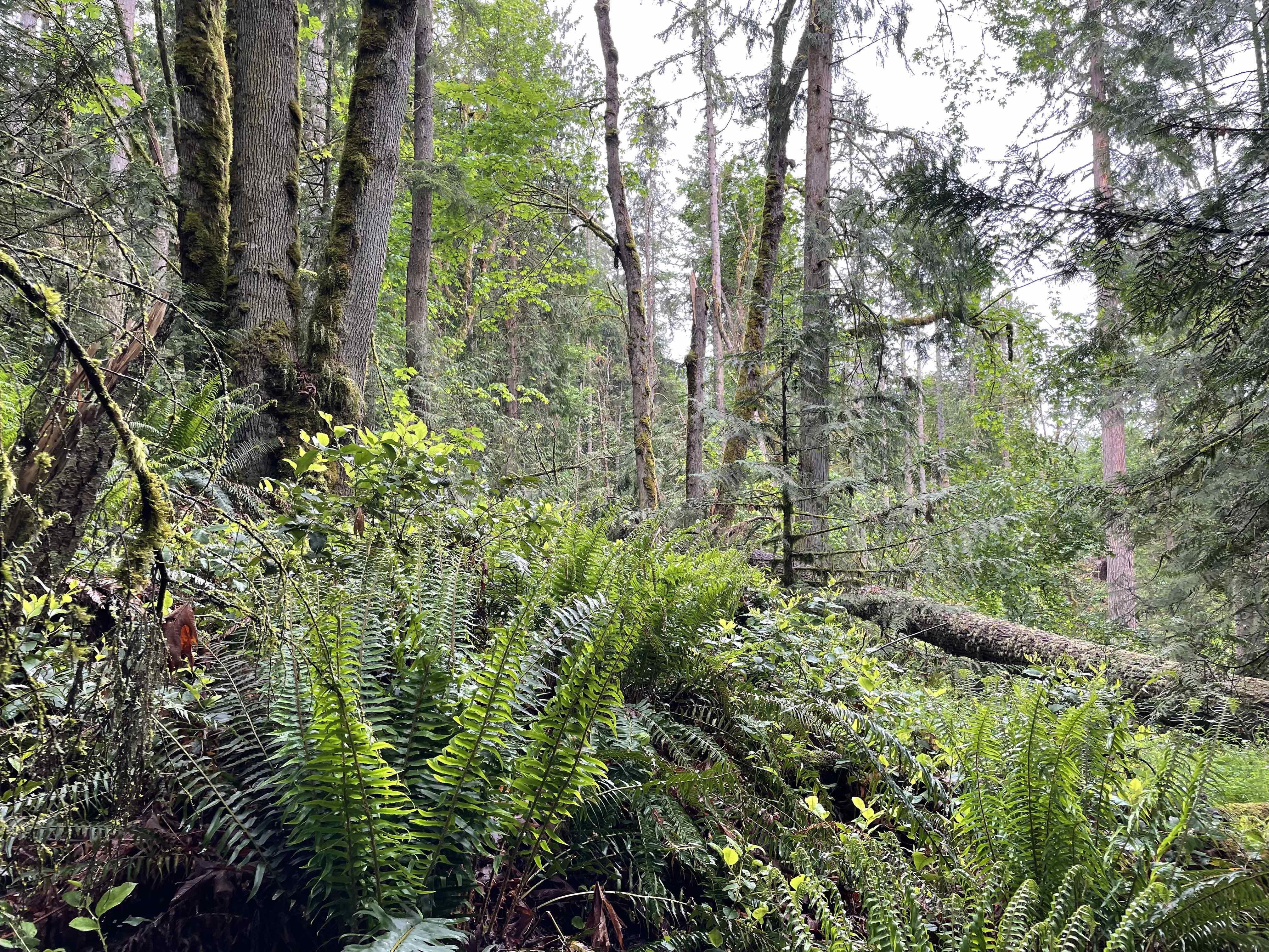 Native Plant Hike with WNPS 7/13 | Issaquah Alps Trails Club