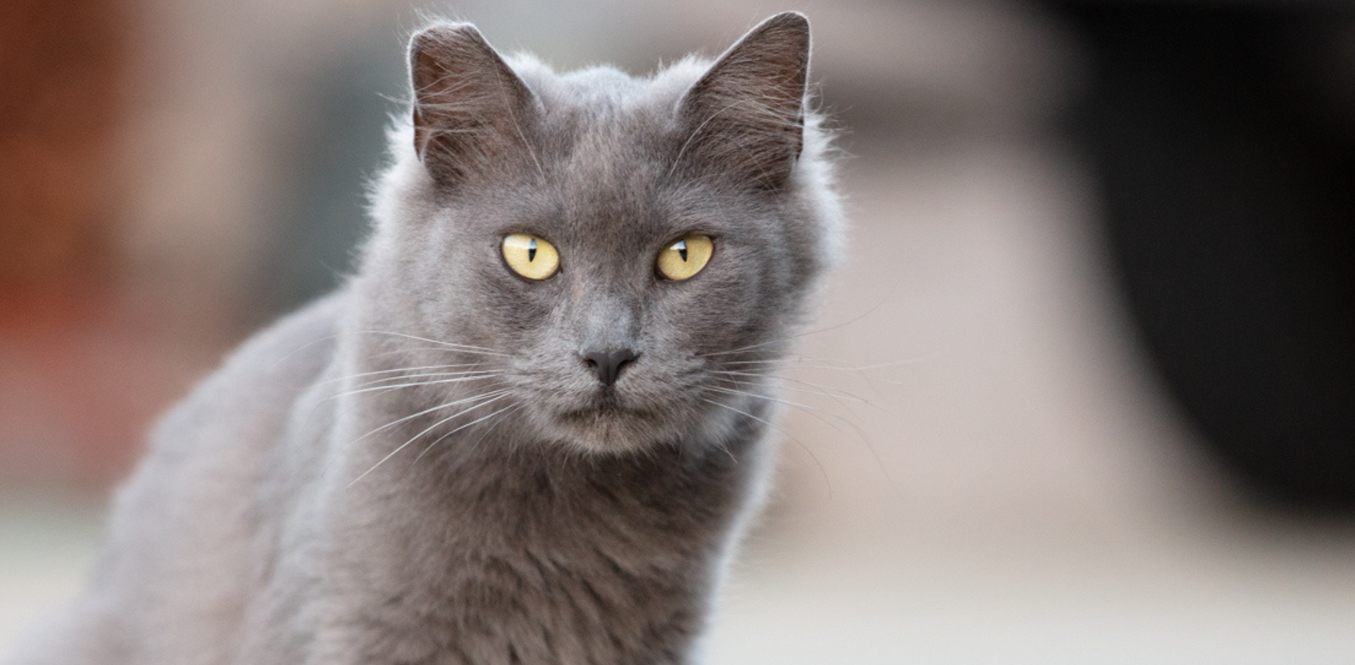 Support Full Circle Cats