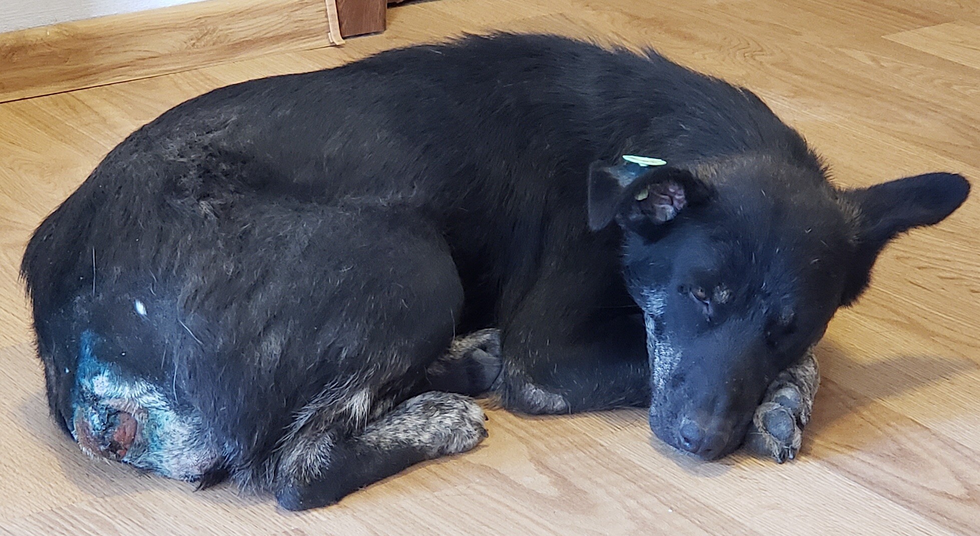 Support Recovery of Traumatized Tail-less "Taylor"