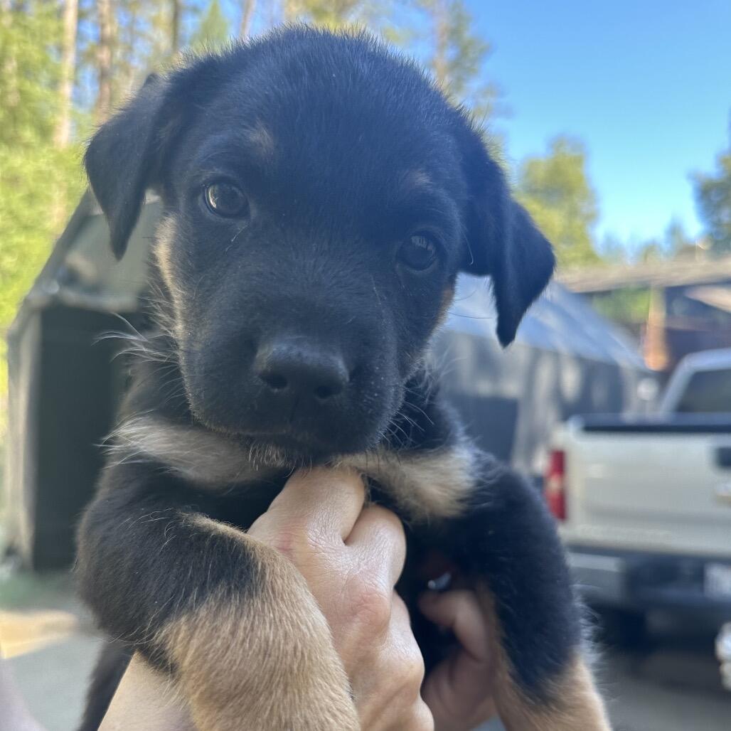 Support Puppies In Need