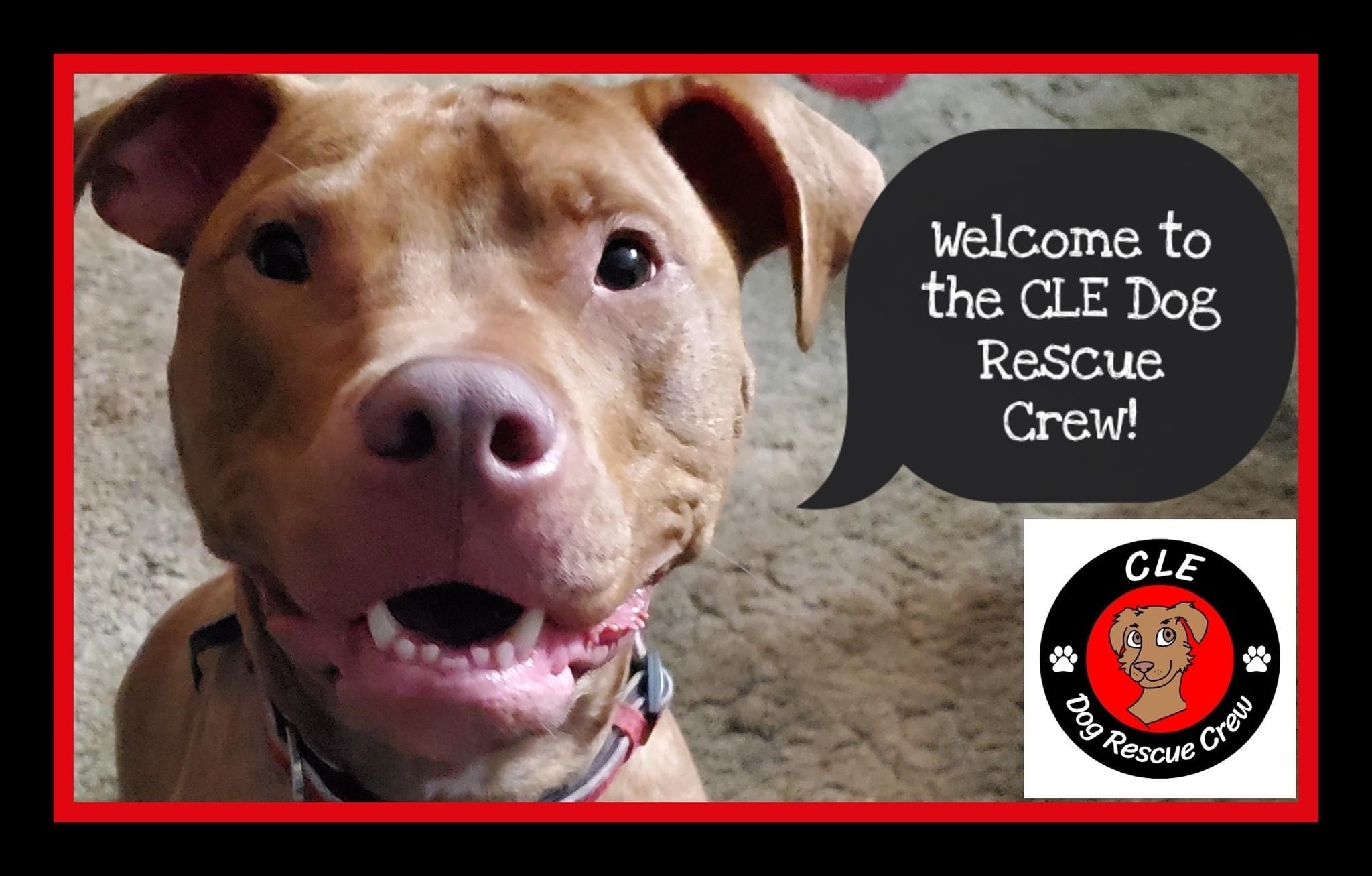 CLE Dog Rescue Crew | EmbraceCLE Community Challenge