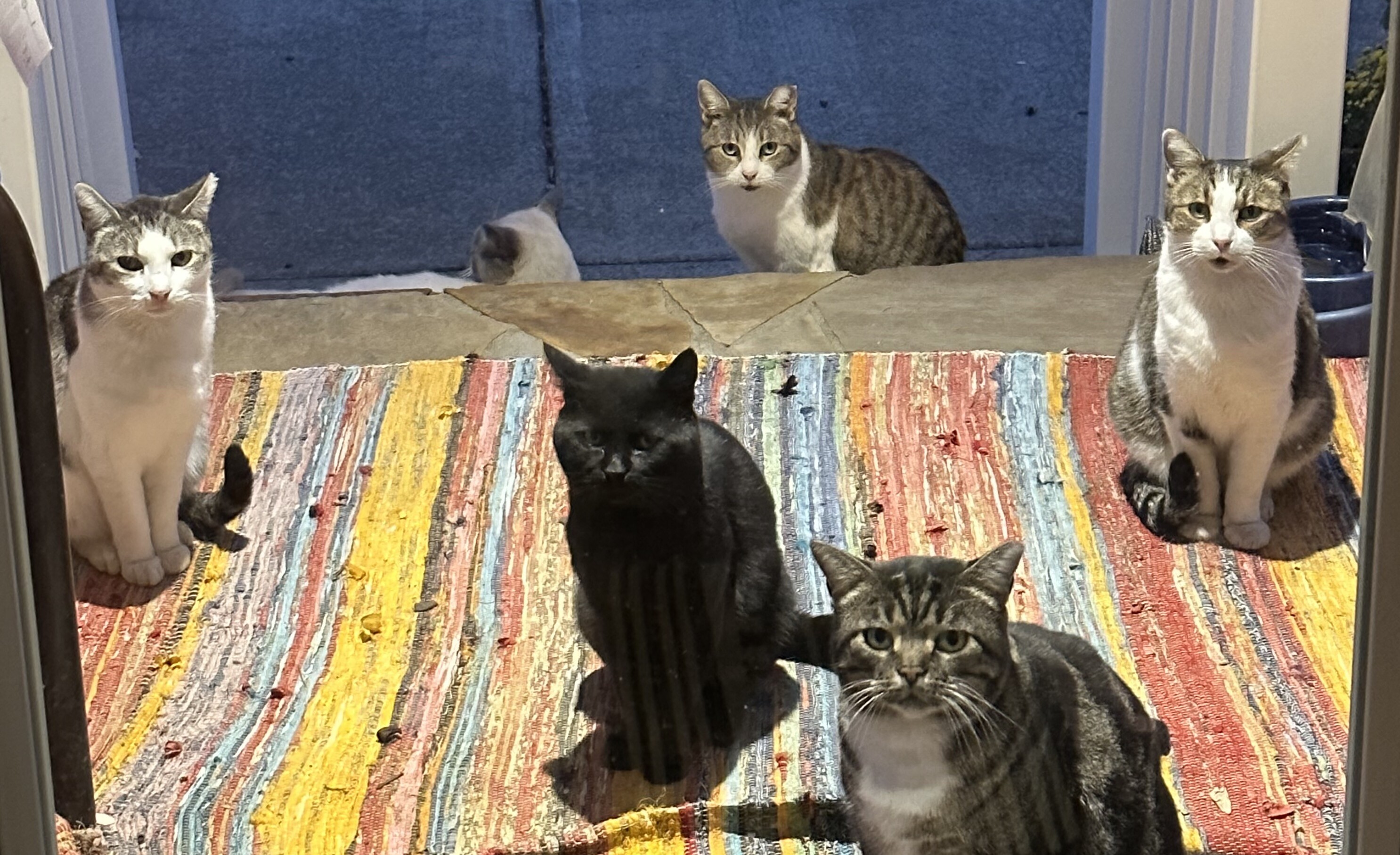 Donate to Cat Colony Food Pantry