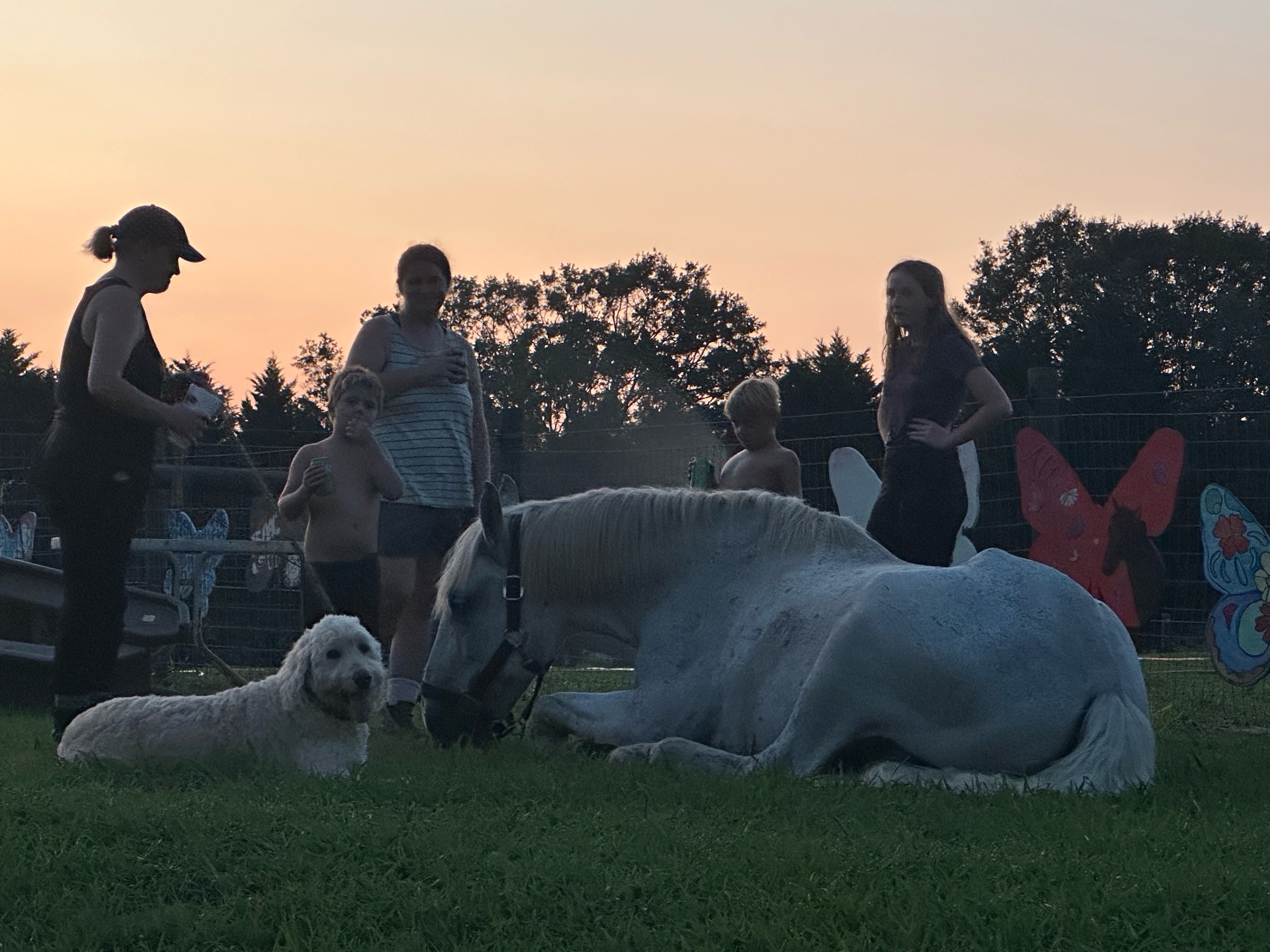 Sven needs your help! | Butterfly Dreams Farm Equine Therapy INC