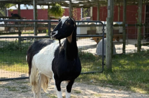 Moe - Our Goat Ambassador