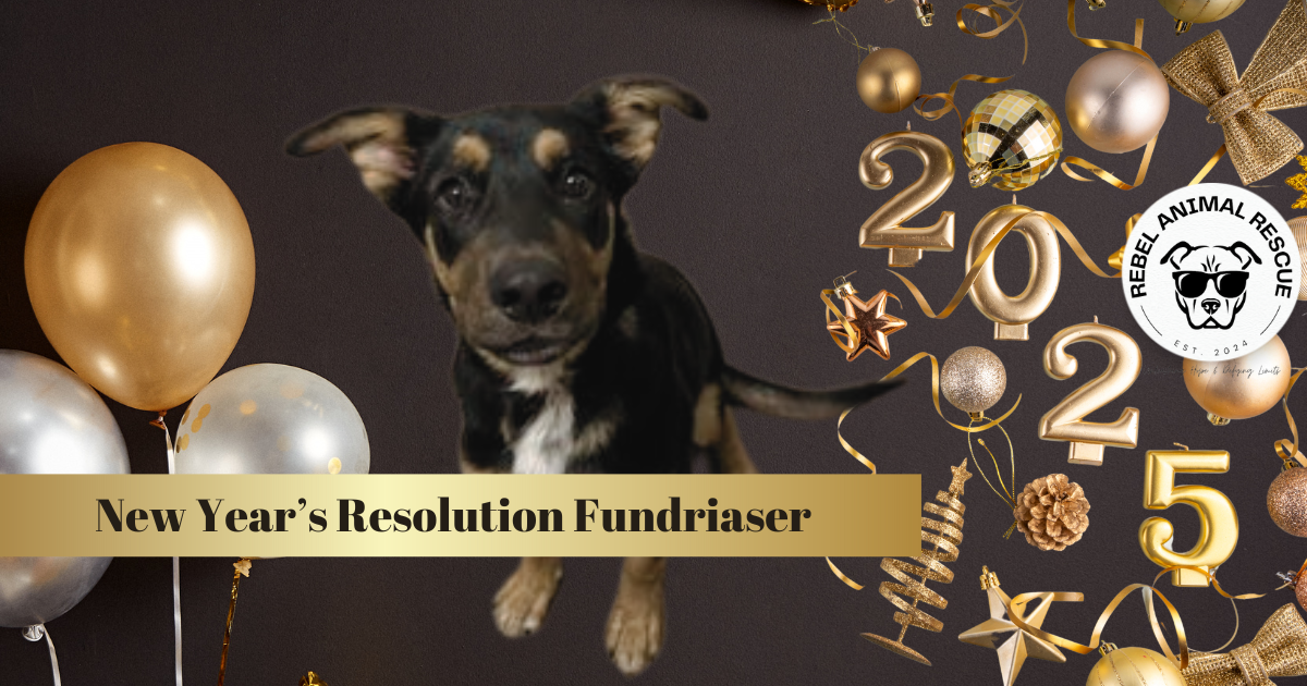 Rebel Animal Rescue New Year Resolution Fundraiser