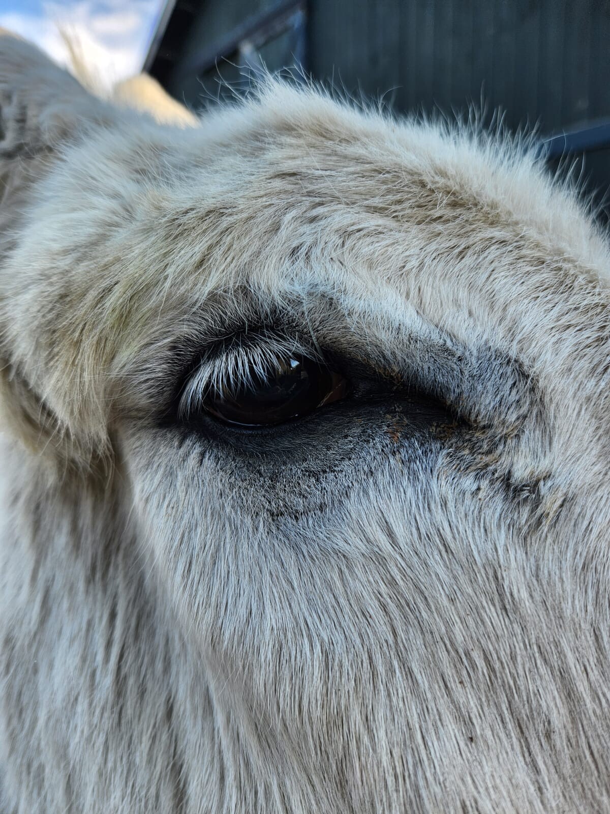 Red Horse Rescue Strut Your Mutt Dog Show