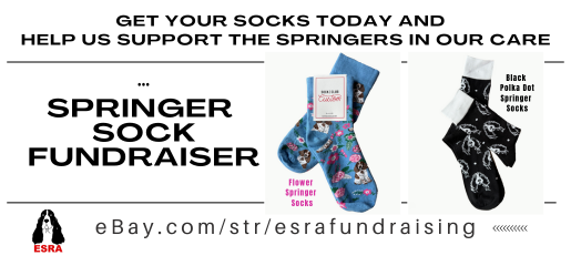 Spring 2025 Socks
