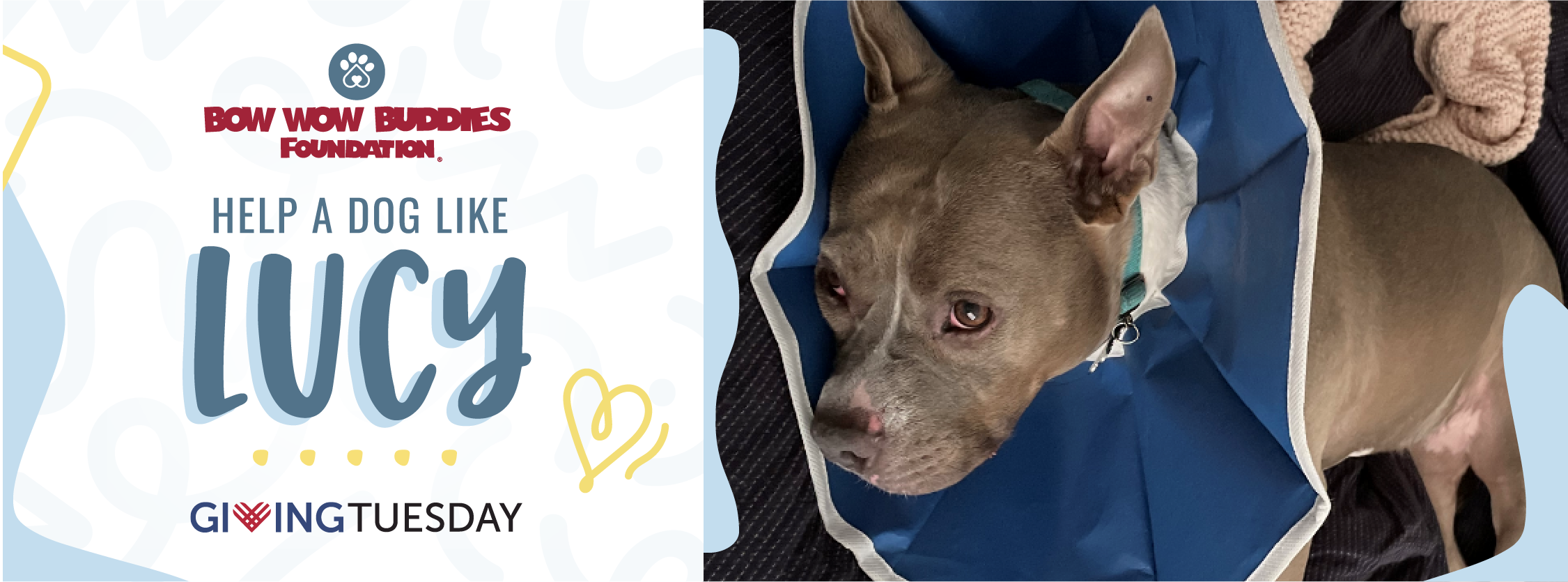 Giving Tuesday: Lend a Paw, Save a Life | Bow Wow Buddies Foundation