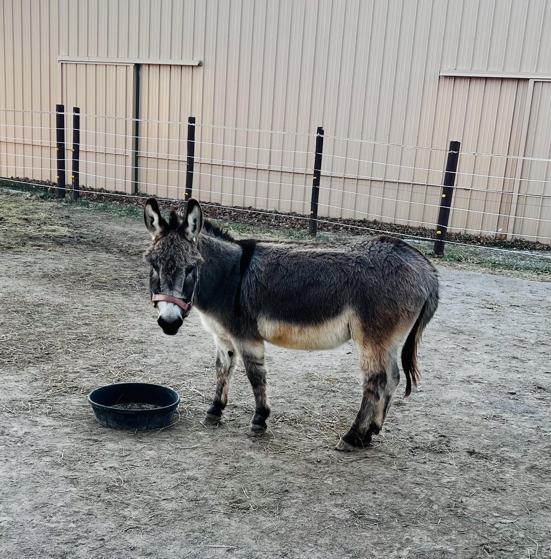 Friends of Randy's Ranch