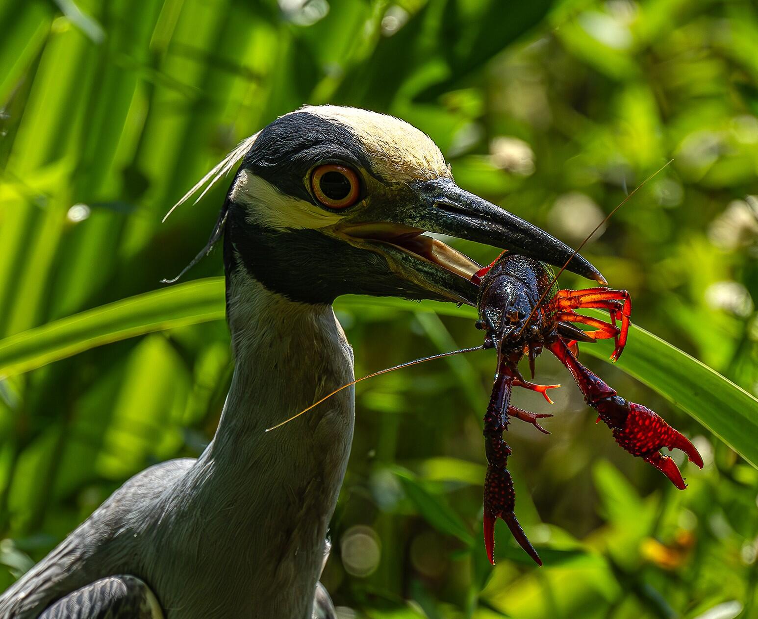 Walk For Animals Photo Raffle | Animal Protection Society of Durham