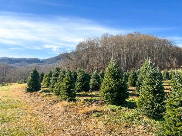 Operation Evergreen: From the Mountains to the Mission | Combat Boots 2 ...