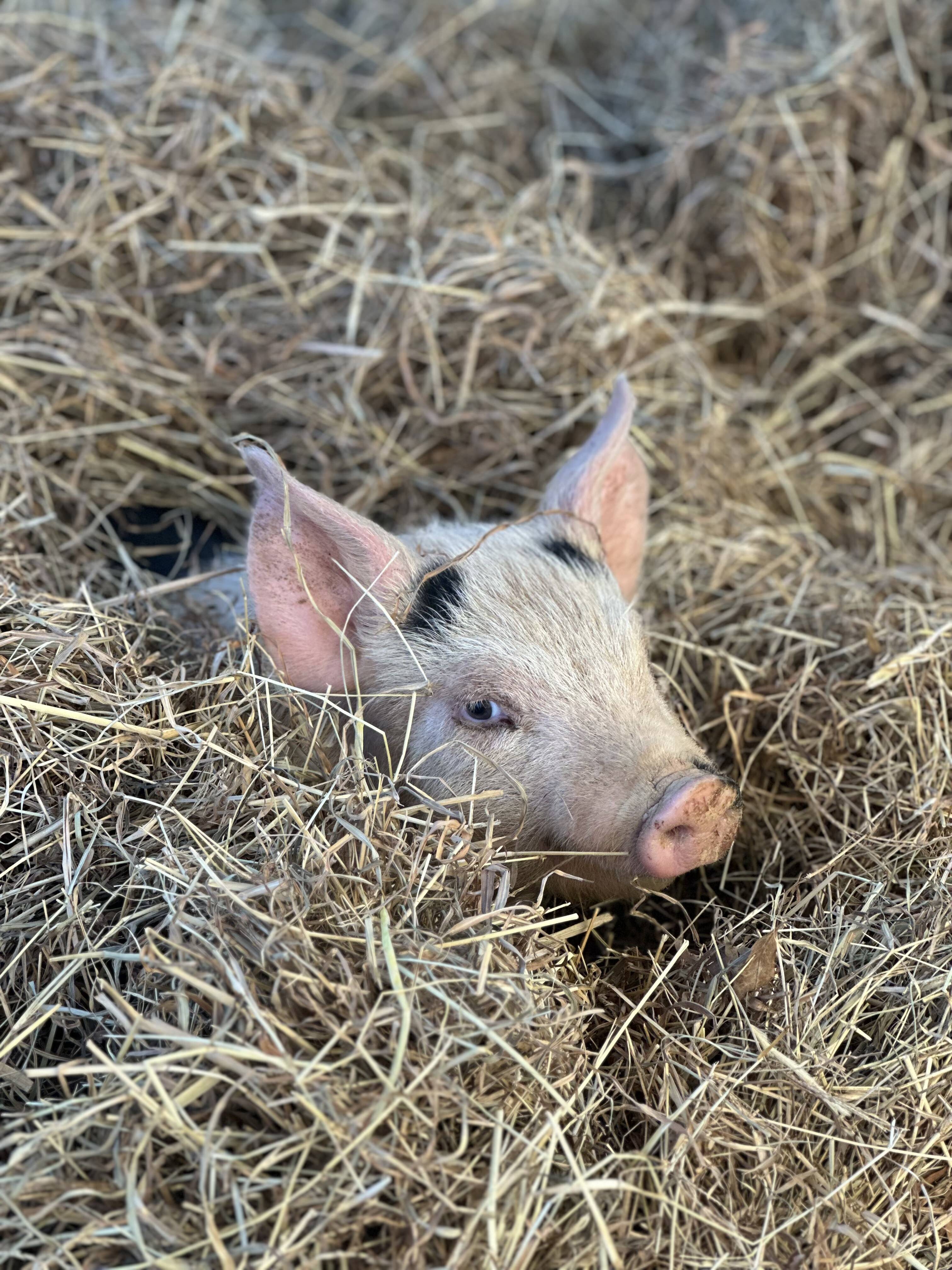 Usopp's Flight to Freedom | Flying Pigs Sanctuary
