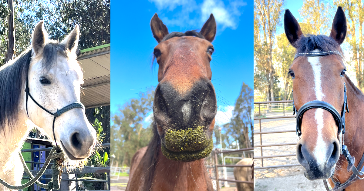Mustang Unity Community - Care for UMA School Horses