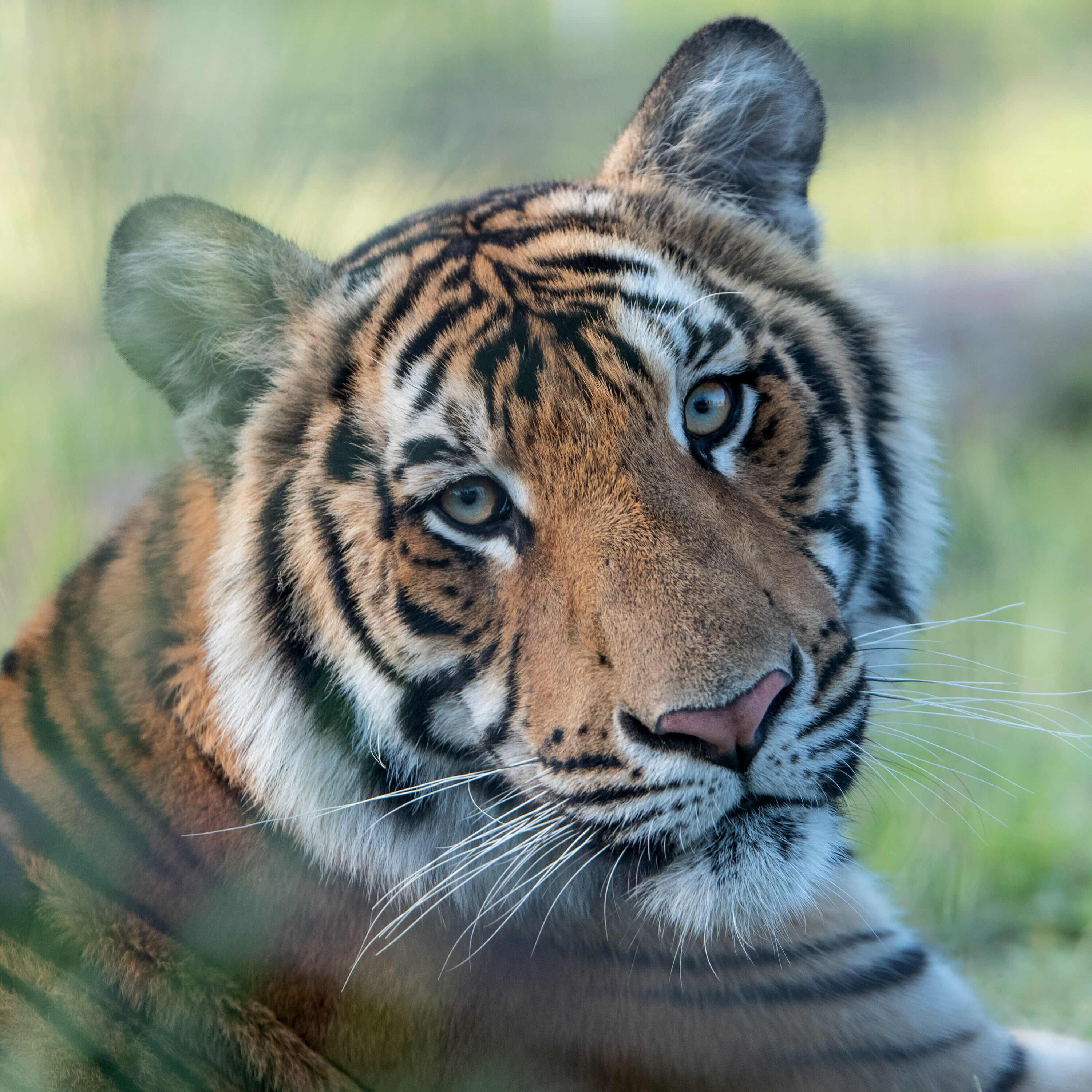 Furry Weekend Atlanta