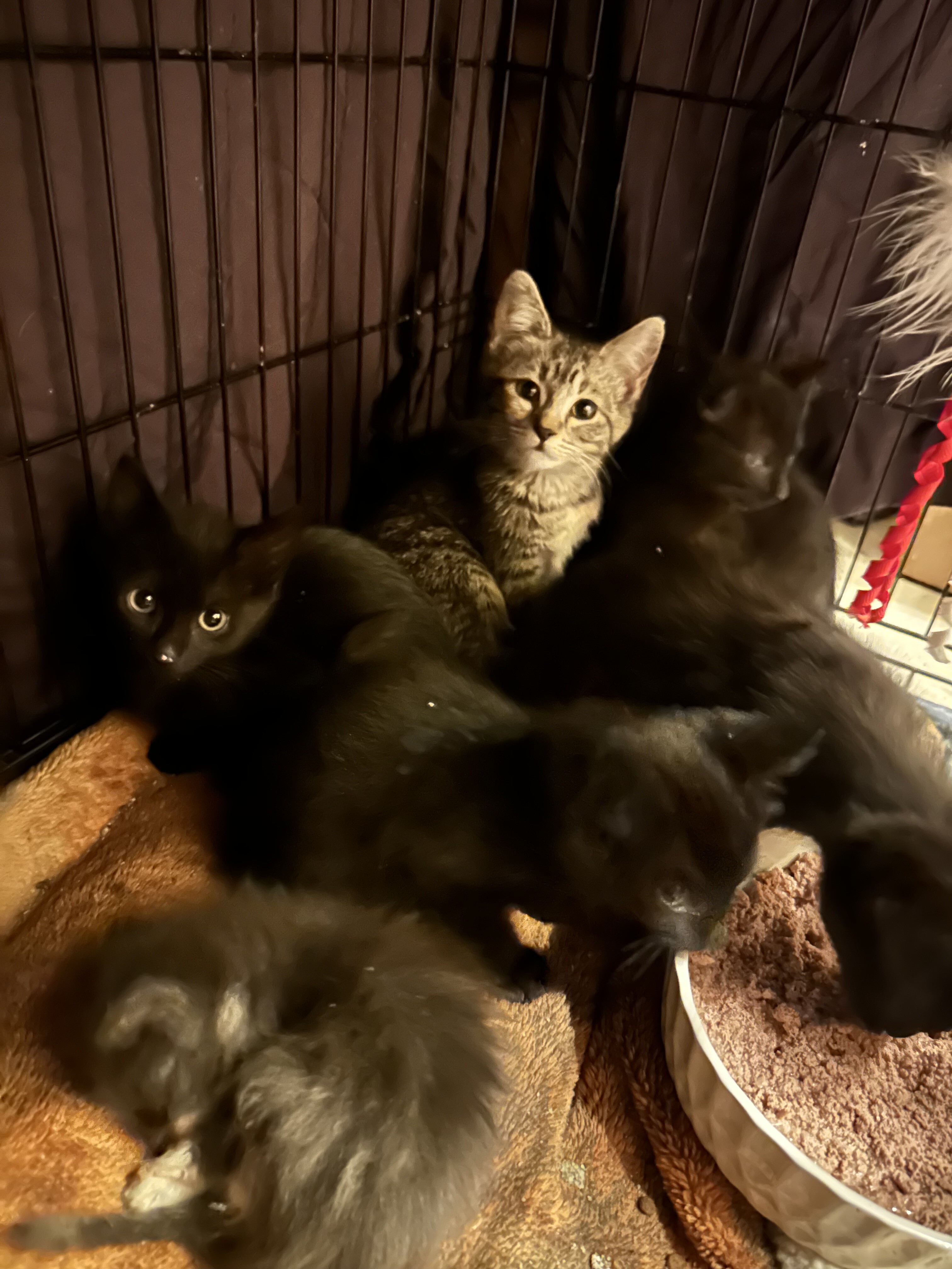 Help Us TNR and HELP MORE Cats!!!