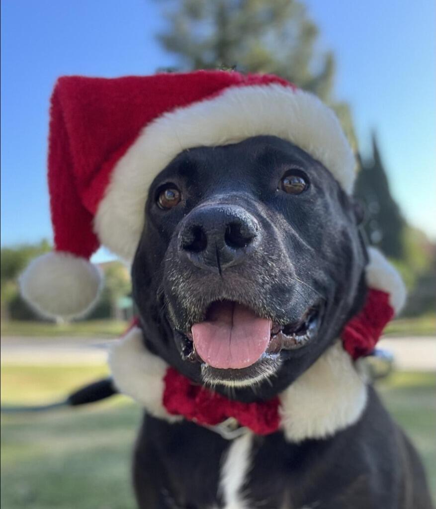 Secret Santas for Second Chances | LITTLE RED DOG INC