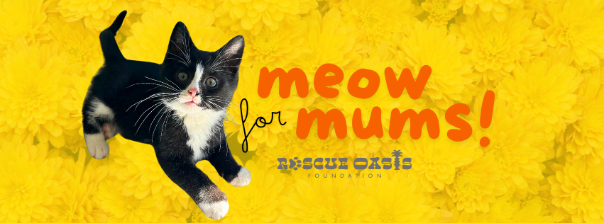 Meow for Mums 2025 | Rescue Oasis Foundation