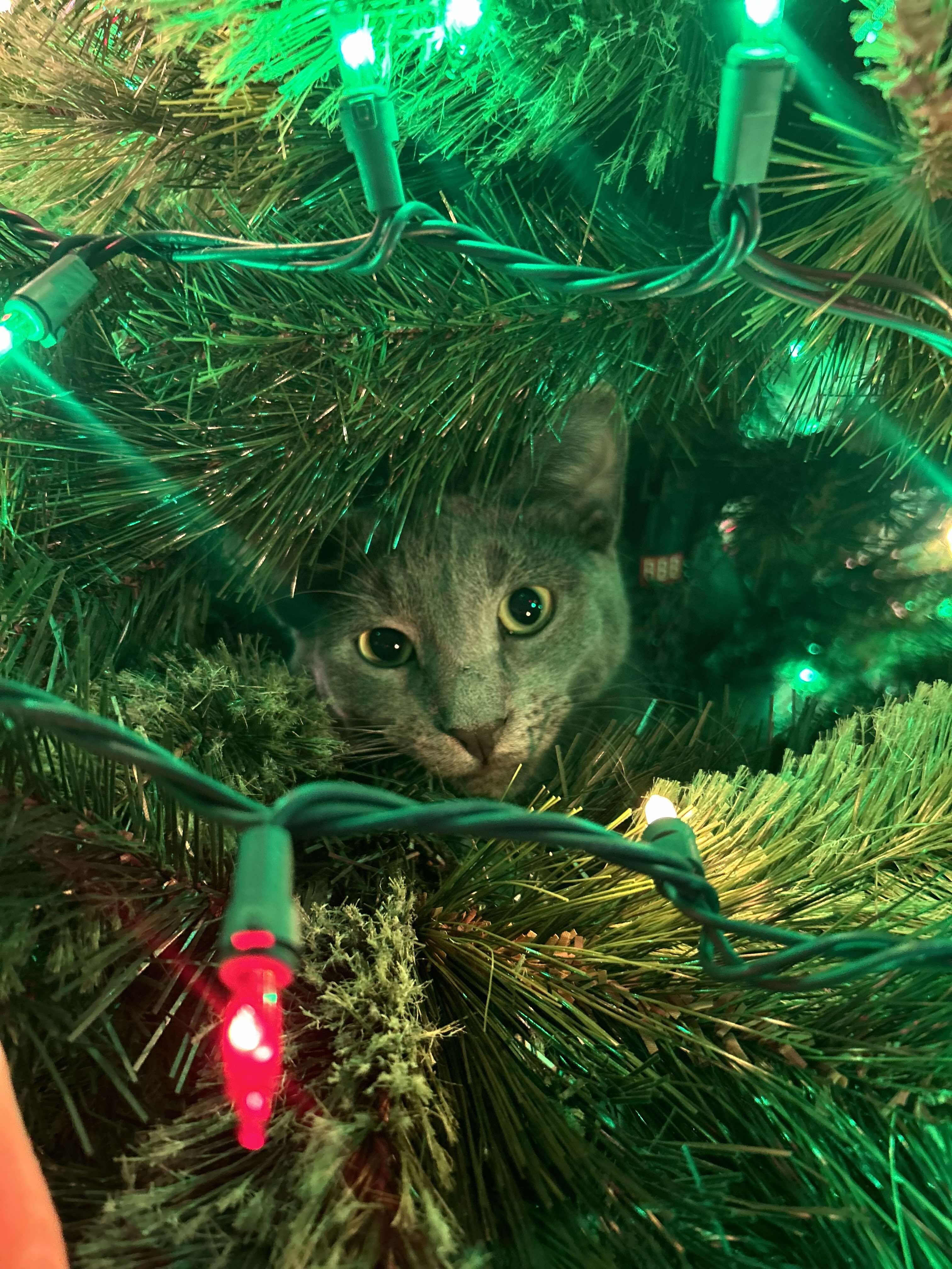 2024 Holiday Auction