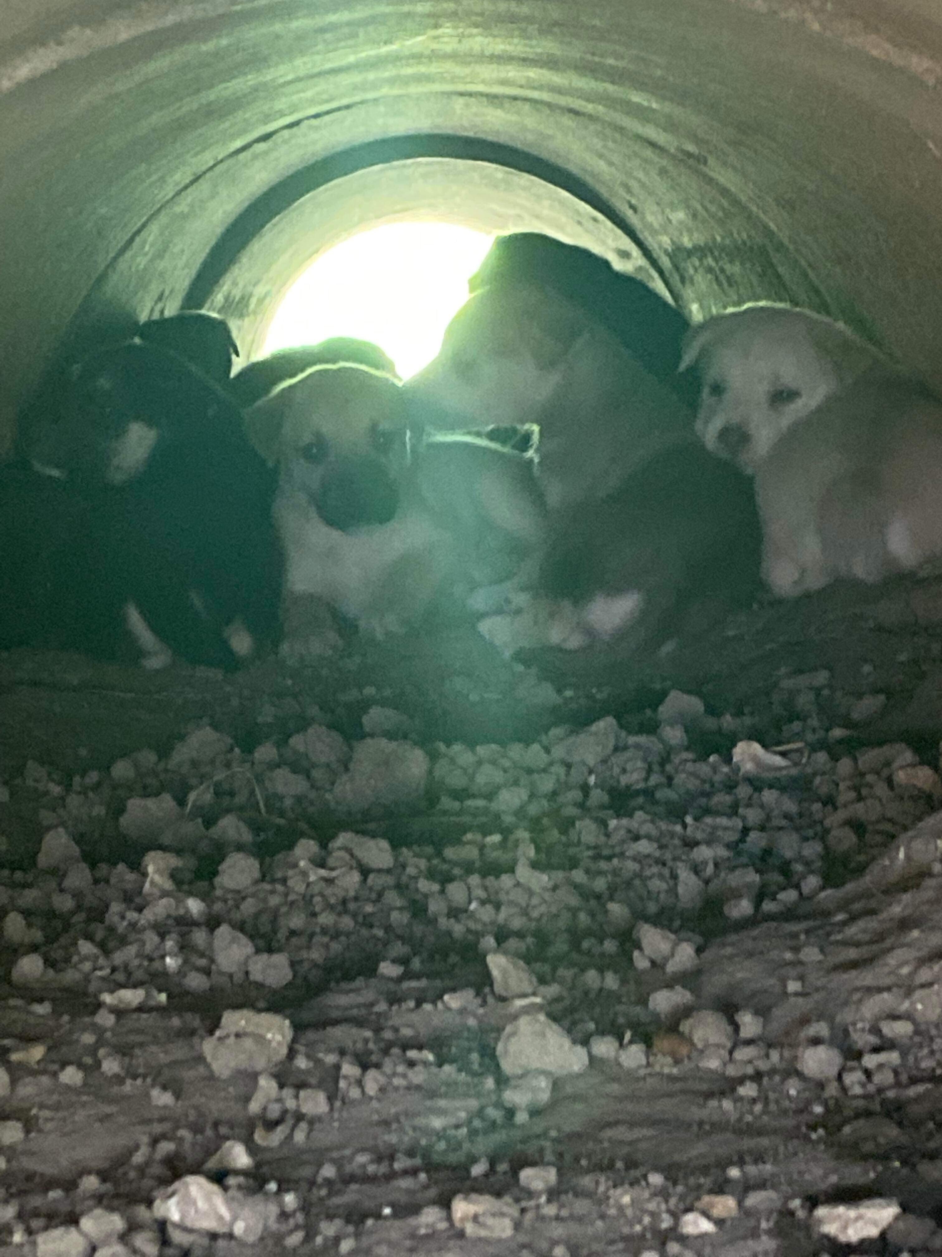 Drainage Pipe Puppies