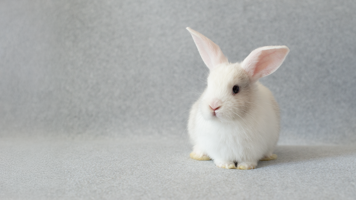 Triangle Rabbits Inc