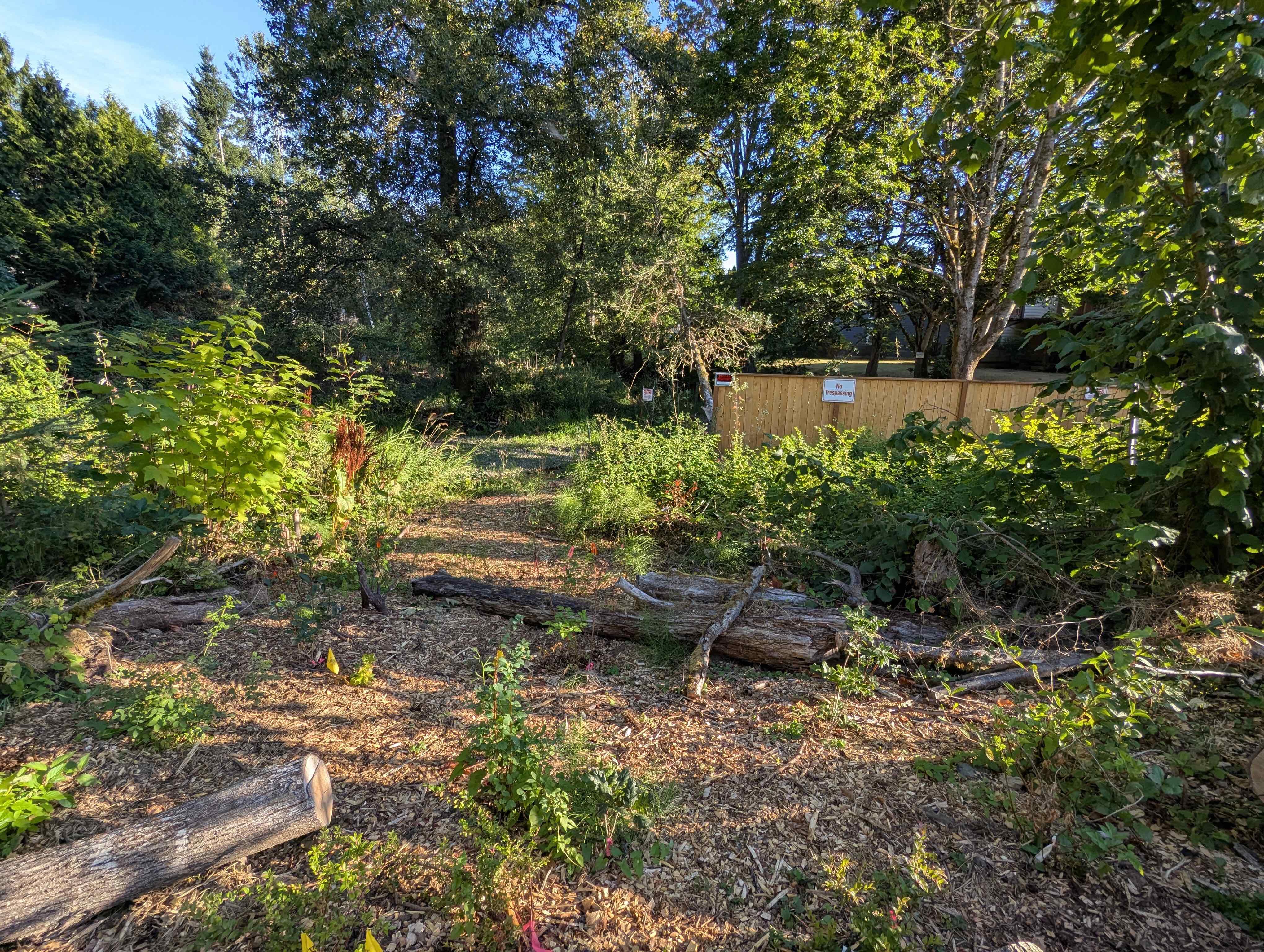 Green Issaquah: Miyawaki Maintenance Event 9/18 | Issaquah Alps Trails Club