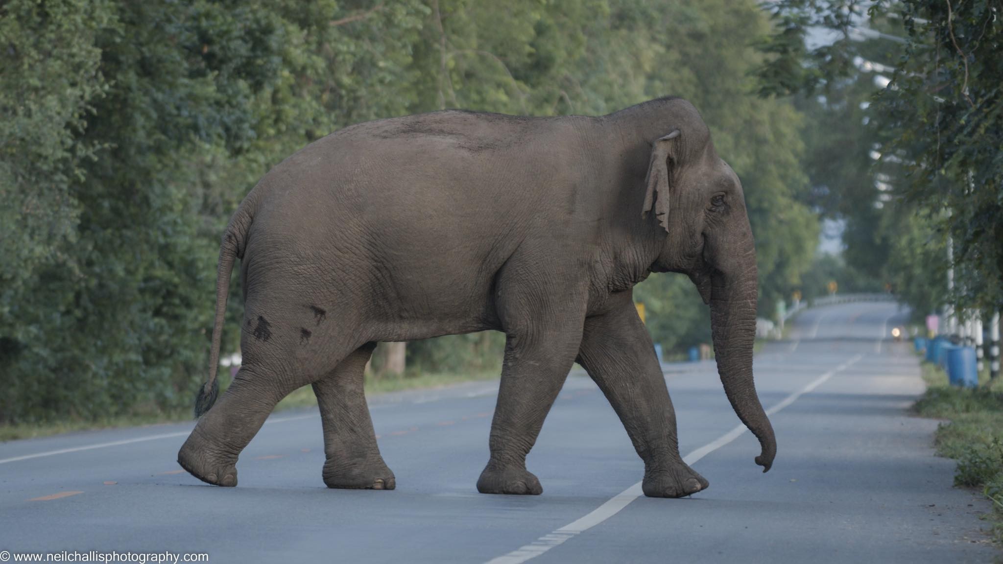Human Elephant Coexistence Workshop | OurWorld