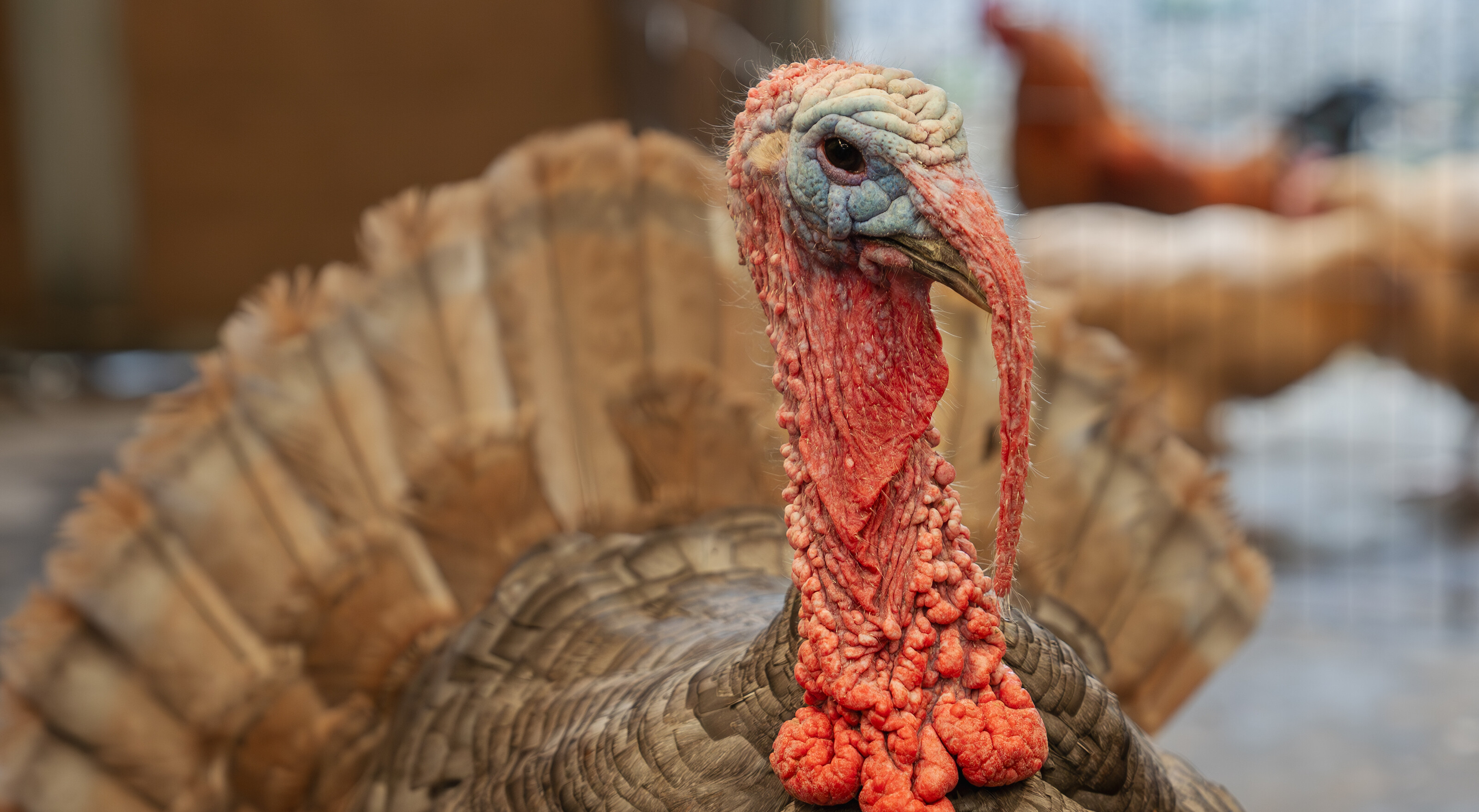 Support famous Fred Astaire! | Rancho Compasión