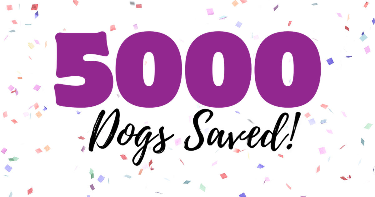 $5000 Dogs Saved