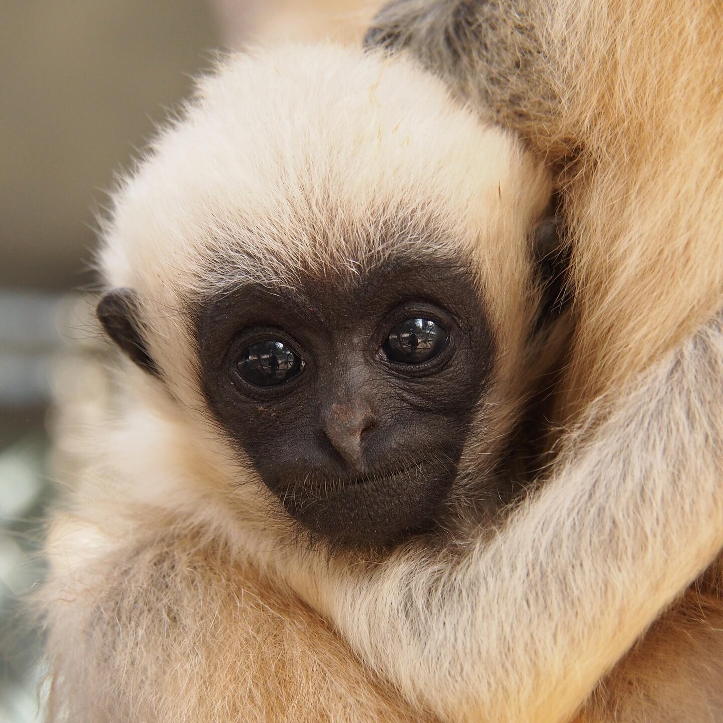 December Matching Gift | Gibbon Conservation Center