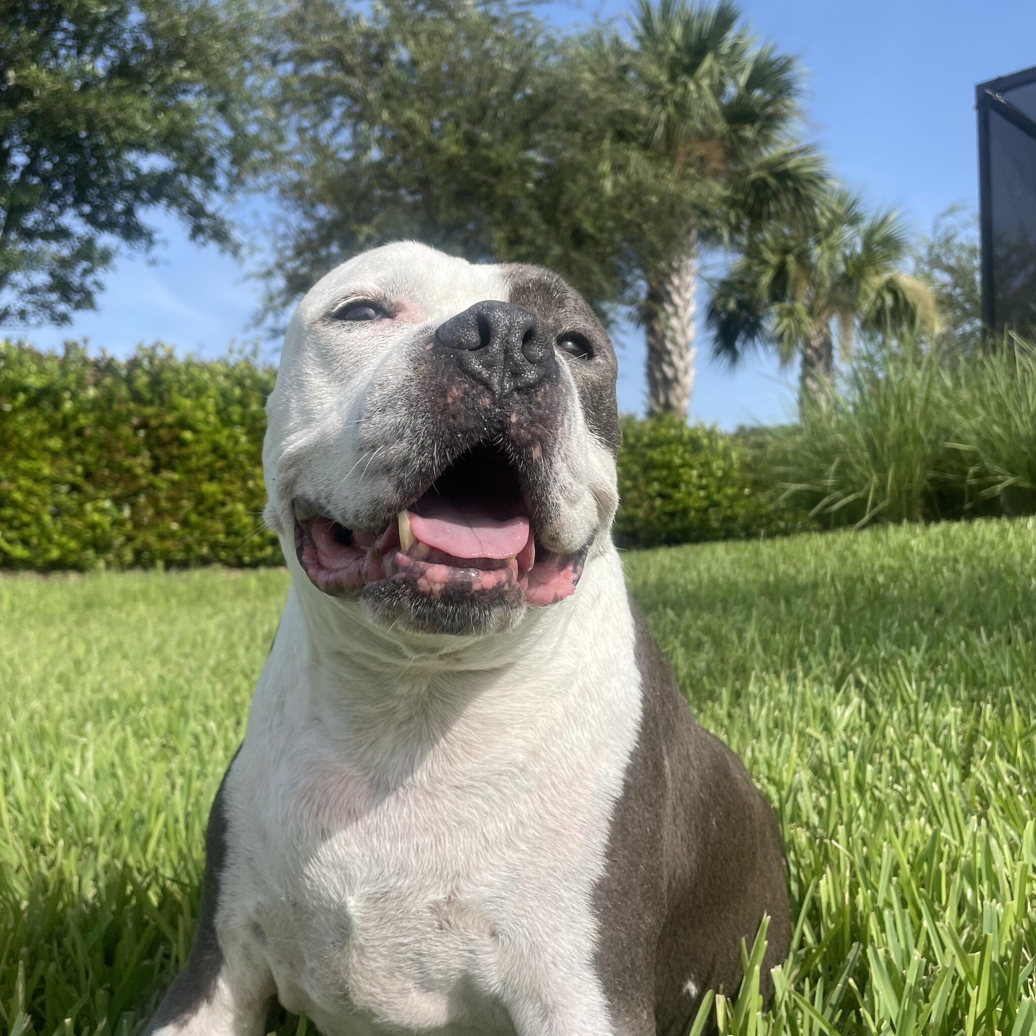 Donate to Hopeful Paws of Florida