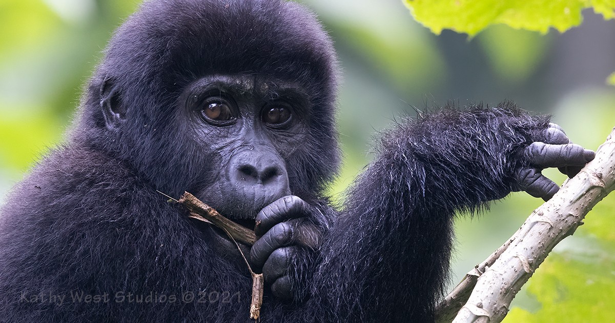 Support Primate Conservation in Uganda!