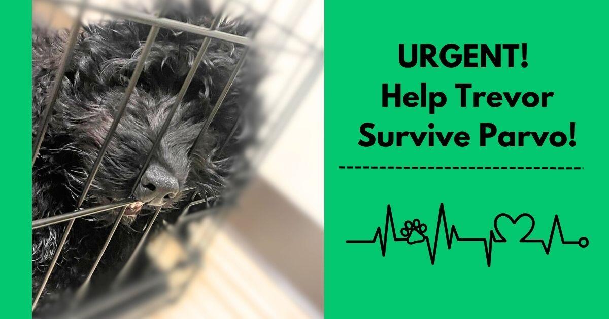 Urgent: Save Trevor!