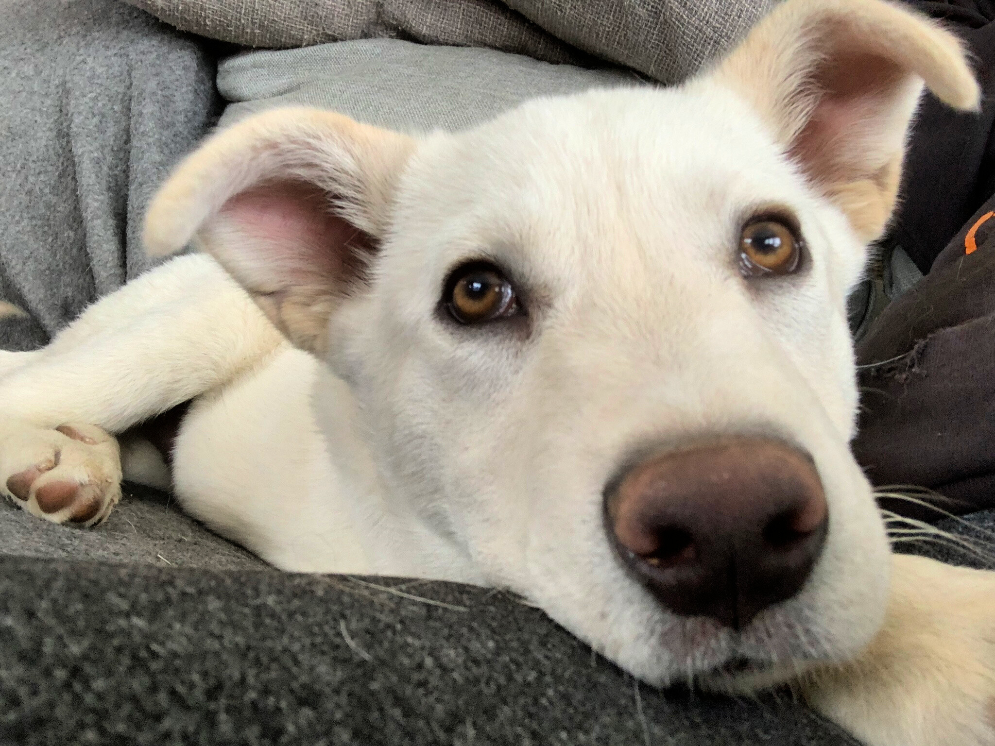 RezQ Dogs Operating Fund