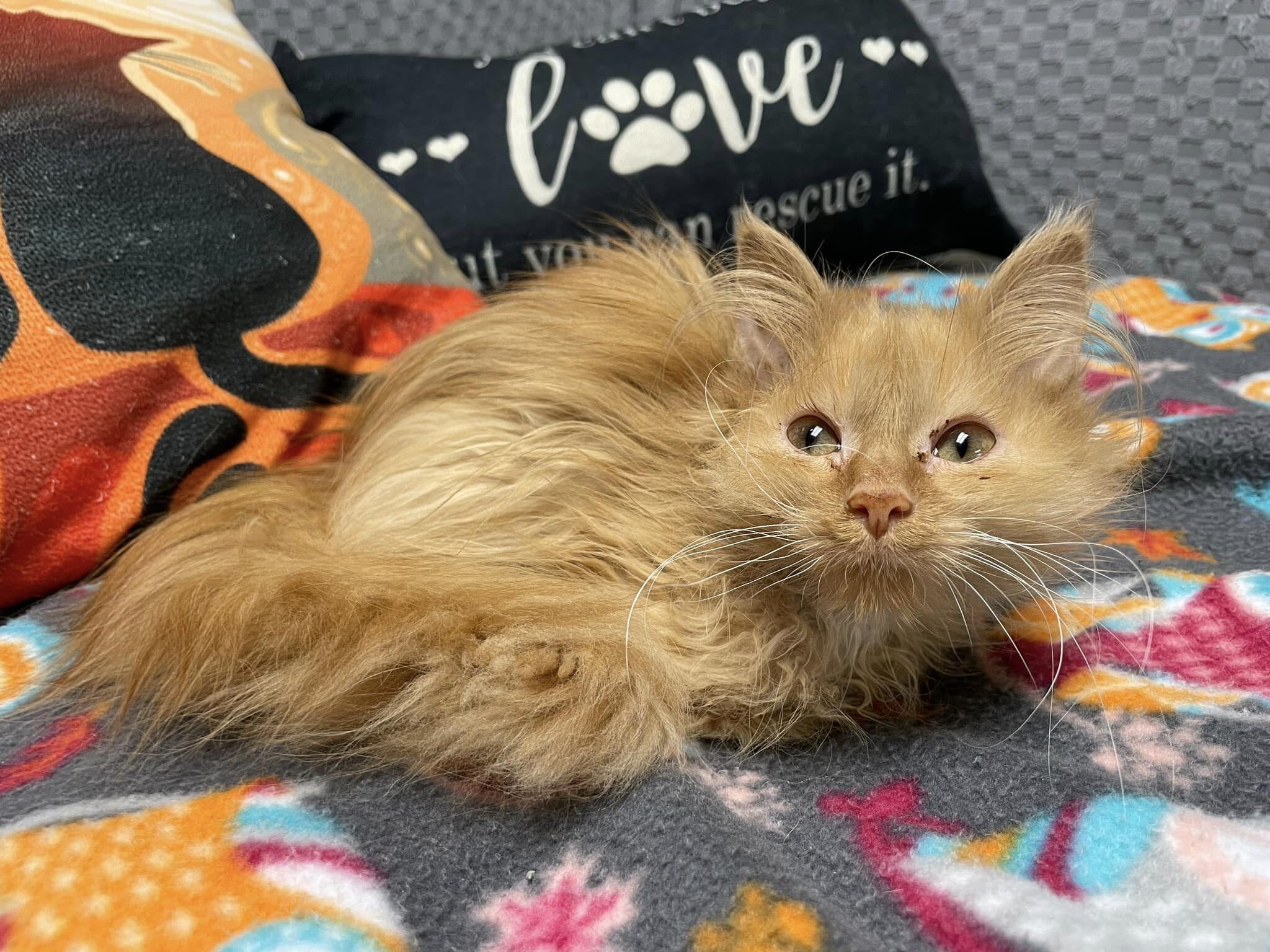 Tigerlily Cat Rescue Online Auction for Daisy and Coco!