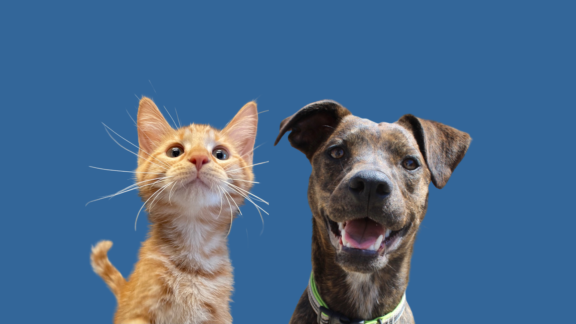 Pets Without Parents Columbus