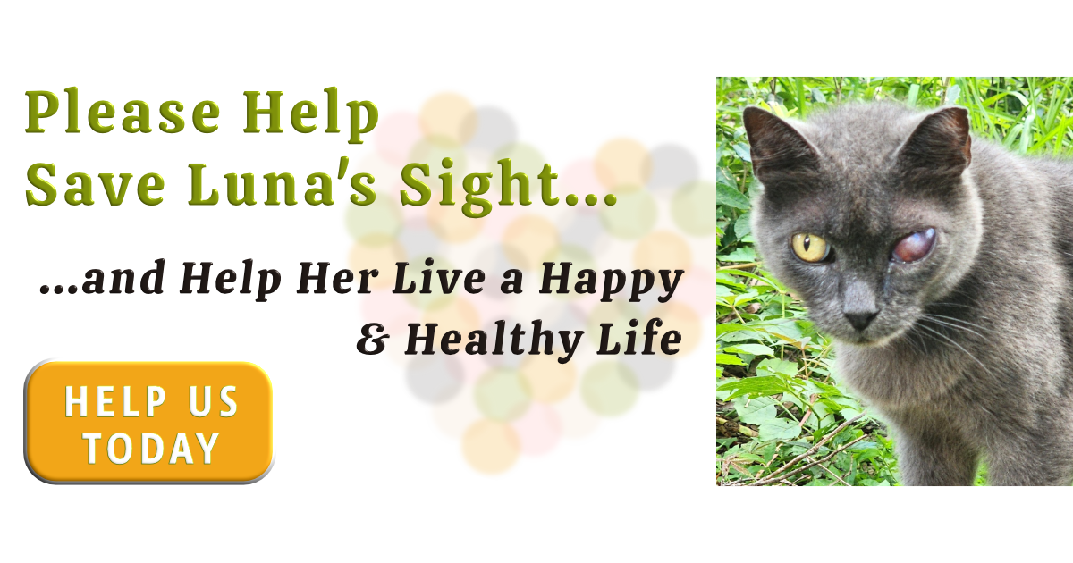 Help Save Luna's Sight | Kim's Cat Crusade