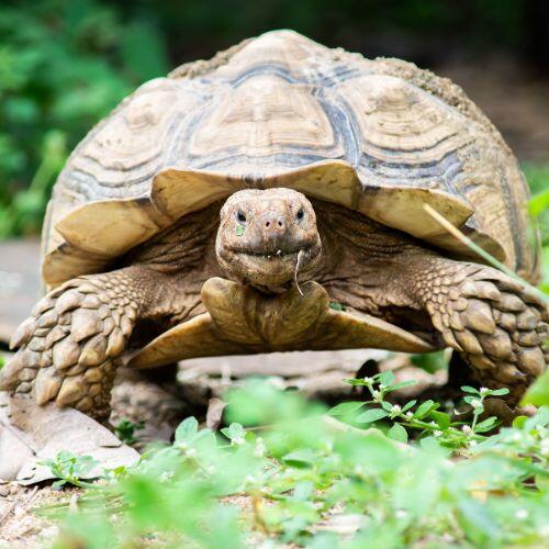 Tortoise Bluff at Noah's Ark