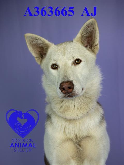 💙AJ Help Her Reach Her Forever Home in Las Vegas!💙