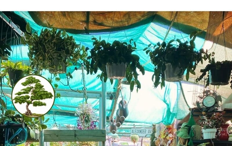 Help Echo Garden Nursery Stay Open 🪴 | Lucky Cat Gardens LA