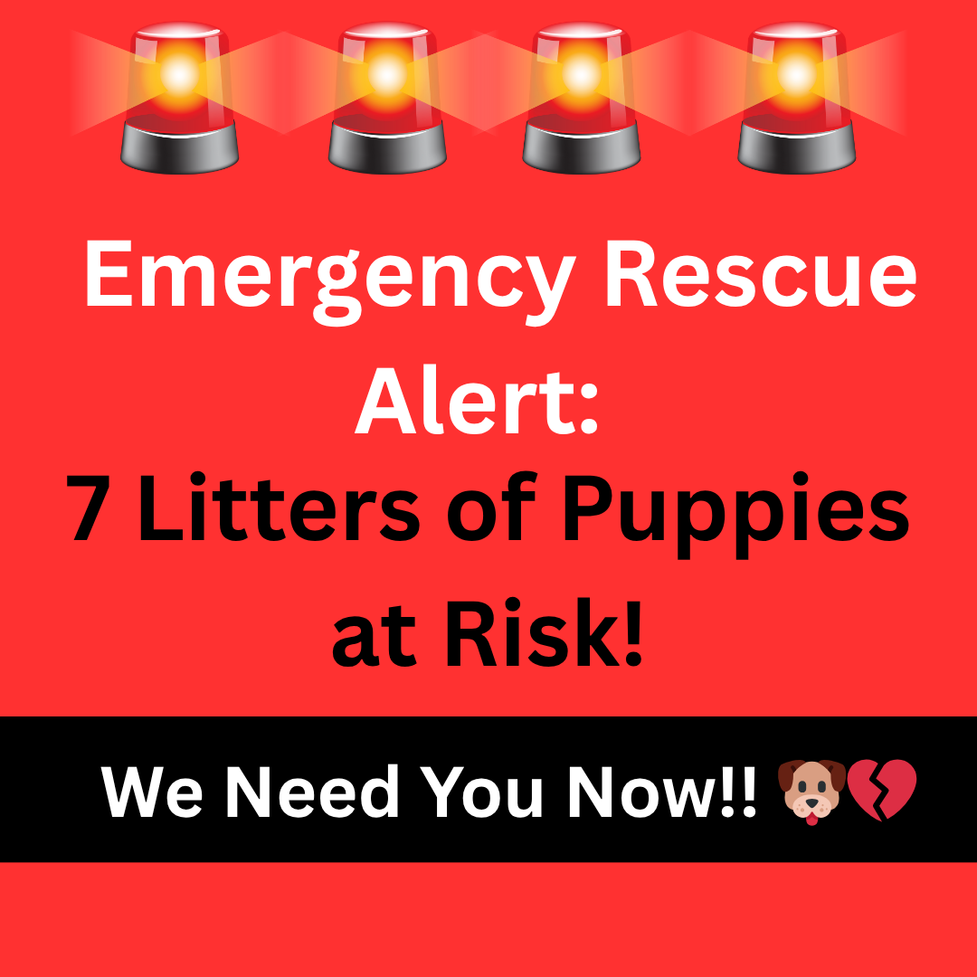 Puppy Emergency in Oklahoma