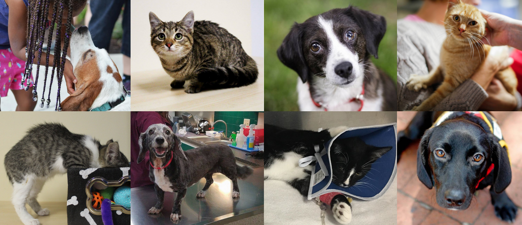 2023 City Dogs & City Kitties Online Auction | City Dogs & City Kitties ...