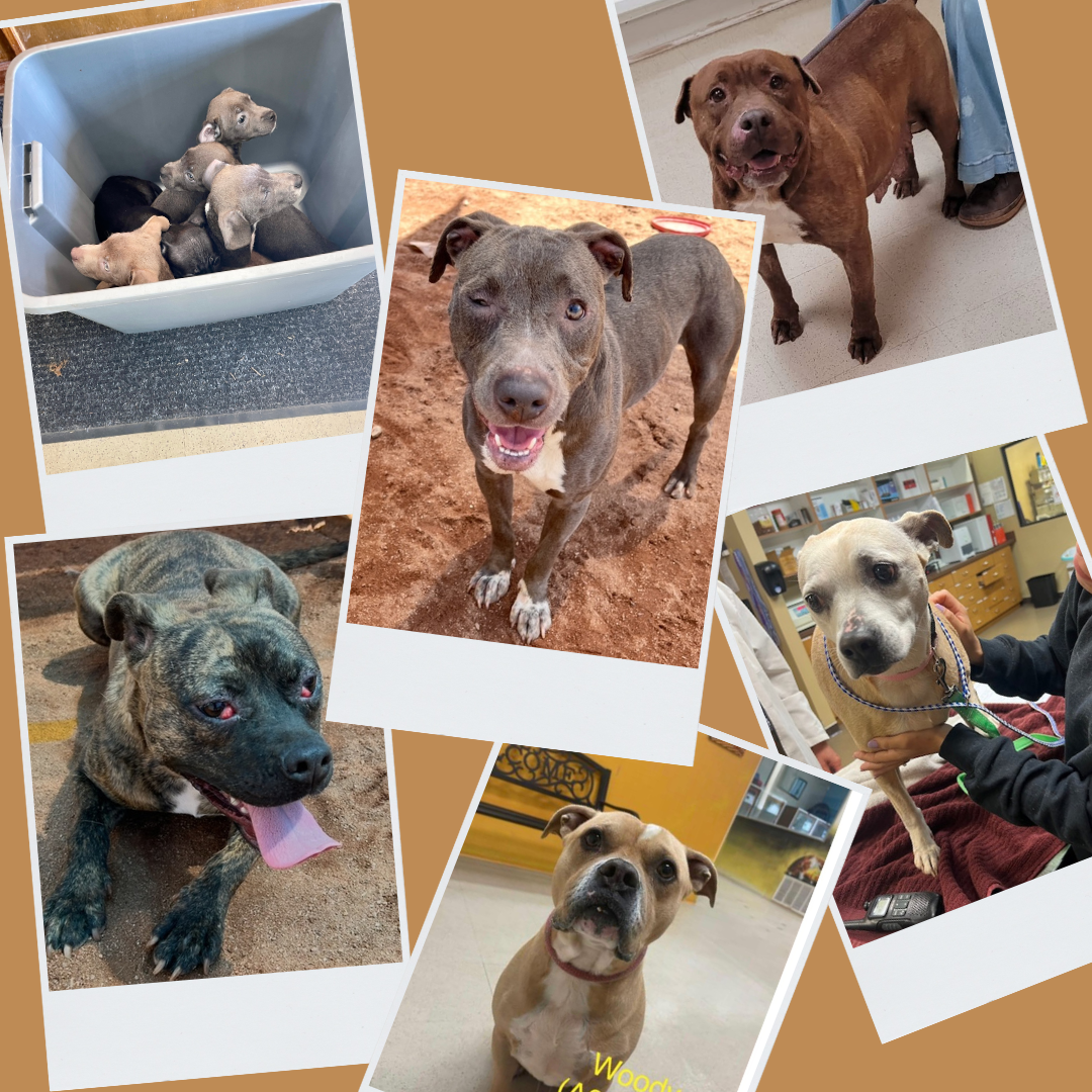 Paws For A Cause | Hearts’n Homes