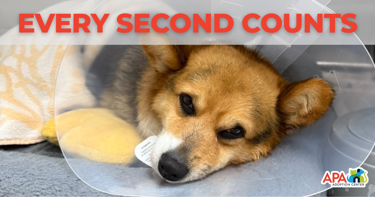 Hear Their Hearts: Support Doppler Monitoring at APA | Animal ...