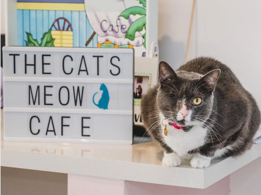 The Cat's Meow Cafe
