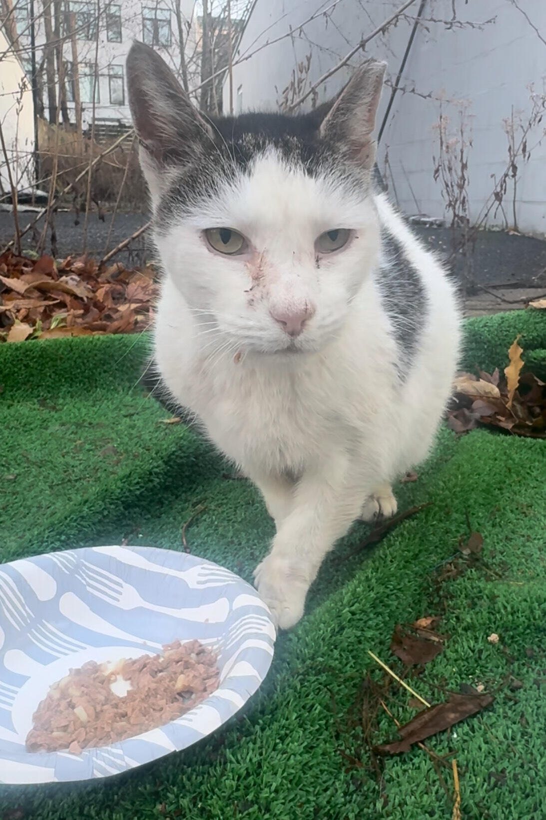 Mario, Senior Cat with FIV needs dental, ongoing care