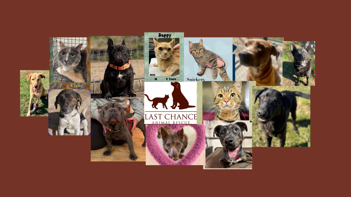 Last Chance Animal Rescue Year End Transport | LAST CHANCE ANIMAL RESCUE