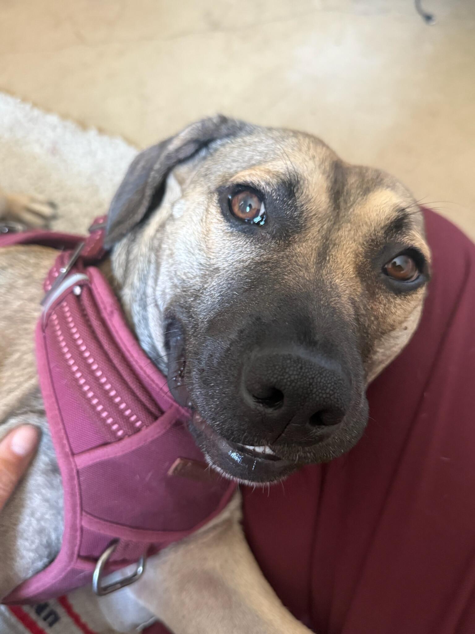 Help Bambi Get the Vet Care He Deserves